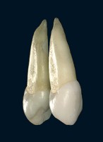 La canine dans tous ses états... - Le calendrier des journées et ...